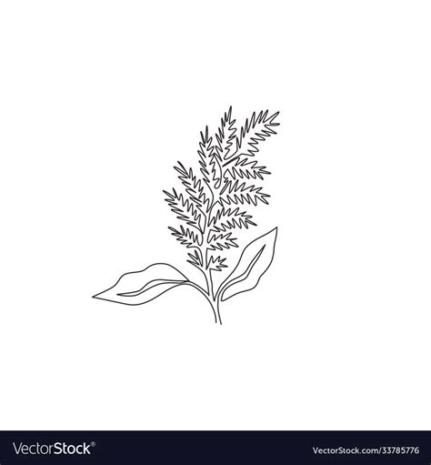 Amaranth Degree Clipart