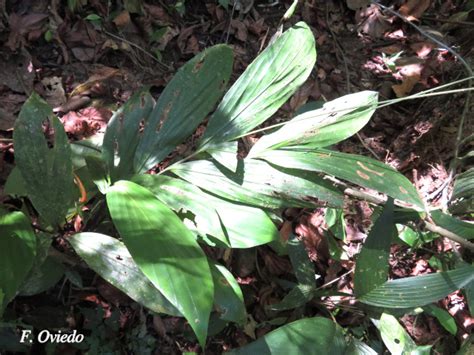 Pharus Latifolius Ecos Del Bosque