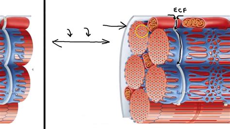 Sarcoplasmic Reticulum And T Tubules Youtube