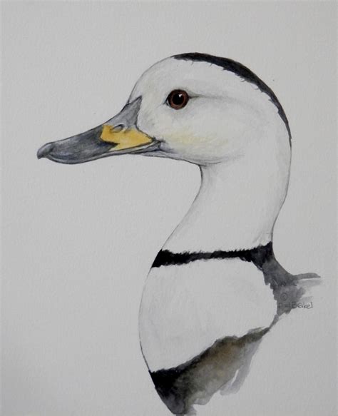 Things Of Beauty I Like To See Extinct The Labrador Duck
