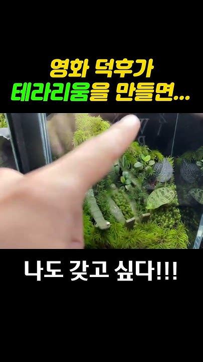 와 이거 나 봤는데 테라리움 비바리움 Youtube