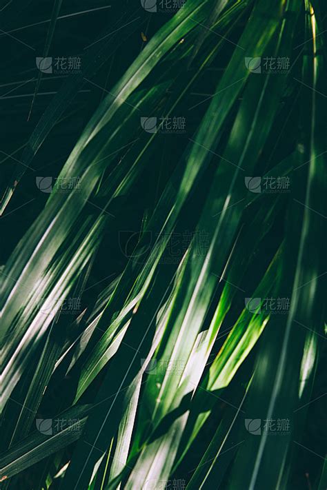 热带树叶抽象背景