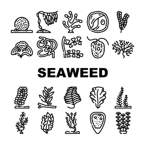 Premium Vector Seaweed Sea Underwater Plant Icons Set Vector Padina