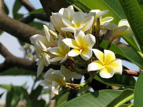 あてにならない植物誌 1st プルメリアキョウチクトウ科