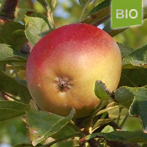 Mutterapfel Bio 179