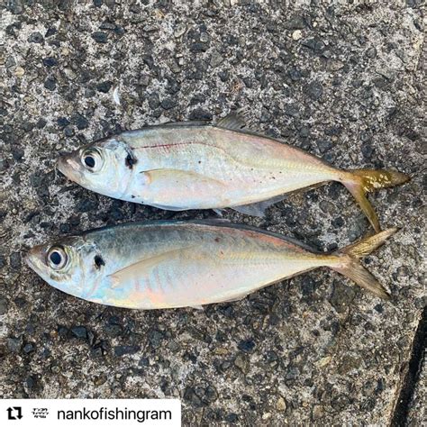 南港魚釣り園最新釣果です！ フィッシングマックス 関西の釣果大阪･神戸･和歌山の釣果情報