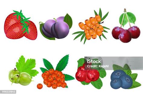 흰색 배경에 격리 된 베리 아이콘 설정 딸기 자두 갈매 나무속 체리 구스 베리 로완 링곤 베리 블루 베리 0명에 대한 스톡 벡터 아트 및 기타 이미지 Istock