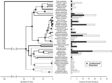 community chronogram of old field species with their frequency in two