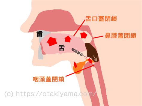 誤嚥・誤嚥性肺炎の予防、口腔機能訓練用、摂食・嚥下のメカニズムの図・イラスト 介護看護リハビリのフリー素材集