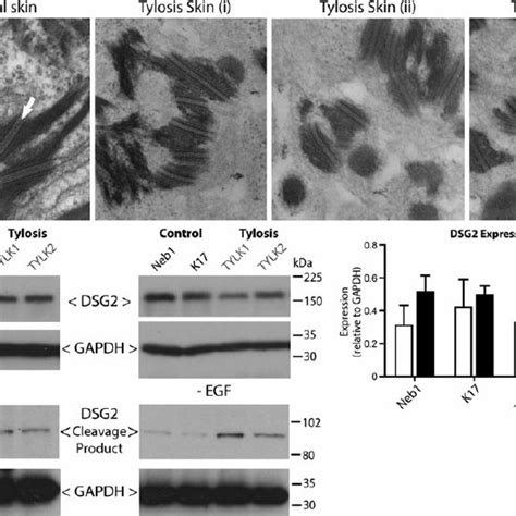 Shedding Of Adam17 Substrates And Egfr Activation A Shedding Of Download Scientific