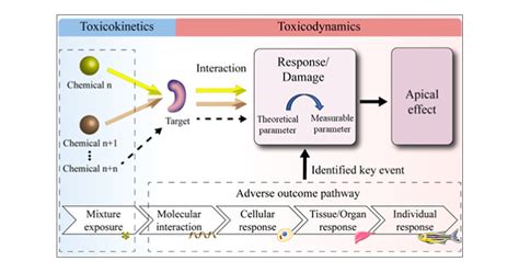 Predicting The Metal Mixture Toxicity With A Toxicokinetic Toxicodynamic Model Considering The