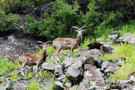 Cyprus Birding Tours And Wildlife Tours Around Cyprus Ten Minutes