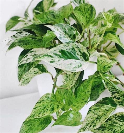 آشنایی با ۱۸ گونه انواع پتوس گیاهان آپارتمانی سه برگ