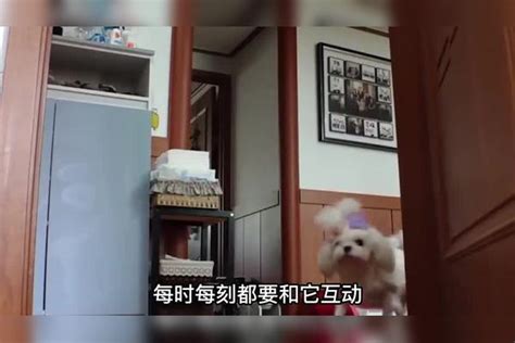 小宠物猪韬光养晦，面对小狗挑衅处处忍让，只为最后那雷霆一击