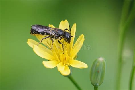 A Female Large Headed Resin Bee Heriades Truncorum On A Yellow Stock Image Image Of Truncorum