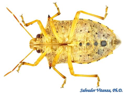 Hemiptera Heteroptera Pentatomidae Podisus Podisus Maculiventris Spined