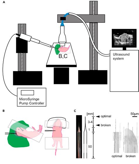 Figure 1 From Neural Labeling And Manipulation By Neonatal