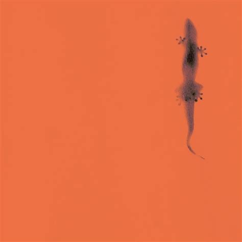 Thắng Xin Lỗi Lyrics Genius Lyrics