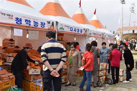 하동 악양 대봉감 축제 열린다