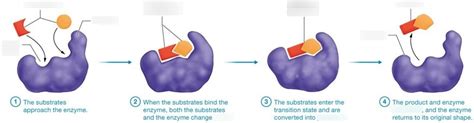 Ch 2 Enzyme Substrate Interaction Labeling Diagram Quizlet
