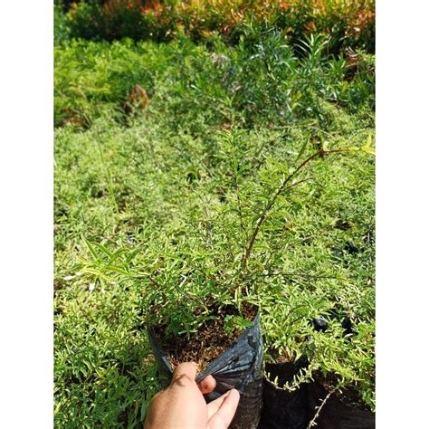 Jual Bibit Bunga Anting Putri Micro Bahan Bonsai Mikro Shopee Indonesia