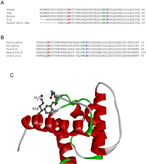 Sequence And Structural Analysis Of The K18n Mutation A Sequence Download Scientific Diagram