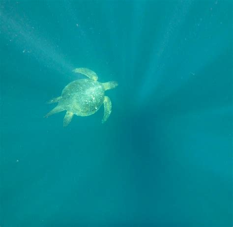 sea turtle nest monitoring and conservation volunteer in ecuador 2025