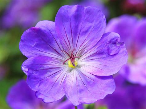 11 significations spirituelles et symbolisme de la couleur violette ...