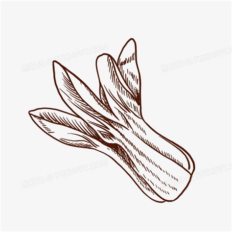 手绘线描蔬菜小白菜装饰元素PNG图片素材下载 手绘PNG 熊猫办公