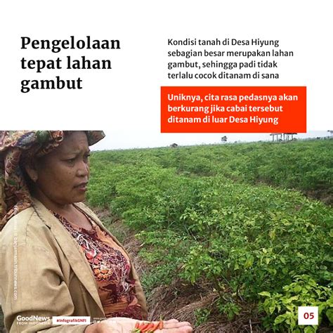 Rawit Hiyung Cabai Terpedas Di Indonesia Asal Kalimantan Selatan