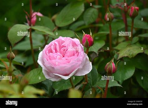 Pink Sprig Flowers And Buds Of English Shrub Rose Olivia Rose Austin In Uk Garden May Stock