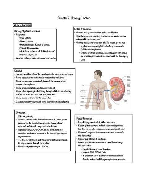 Patho Urinary System Outline Chapter 7 Urinary Function A And P Review