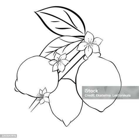 레몬 가지 잎과 꽃 손으로 그린 그래픽 선 잉크 그림 벡터 윤곽선과 실루엣 절연 흑인과 흰색 감귤류 과일에 대한 스톡 벡터 아트 및 기타 이미지 Istock