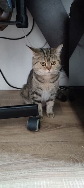 Хозяин отзовись Найден котик видно что домашний породистый чистый ласковый Найден на