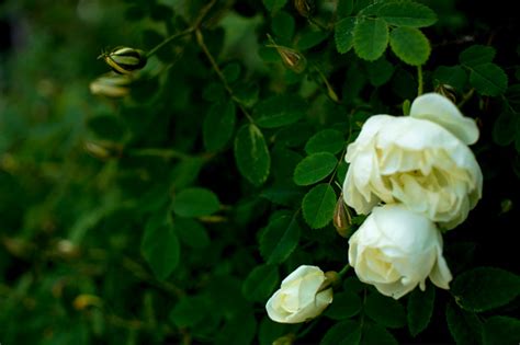 濃い緑色の背景に白いバラの花スペースをコピーする とげのあるのストックフォトや画像を多数ご用意 とげのある やわらか イヌバラ