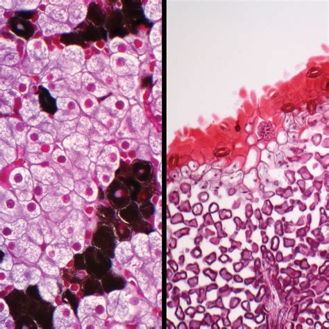 Typical Animal And Plant Cells Sec Individual Microscope Slide