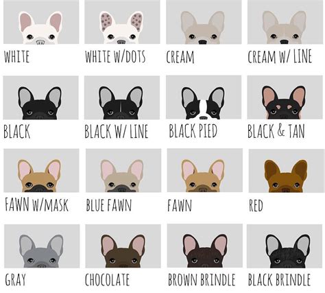 French Bulldog Types Colours Bulldog Francese Cani Animali