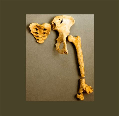 Lucy Australopithecus Afarensis 3 Bones Exact Replica Of The Bones Of The Pelvis Ilium The