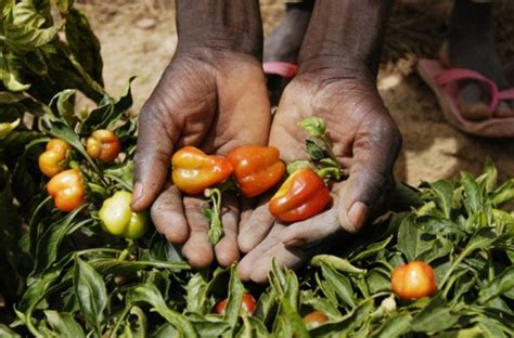 Le Développement Agricole Durable Au Service De La Lutte Contre La