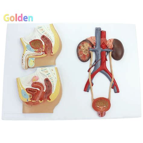 Female Urinary System Model