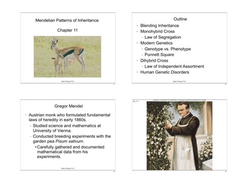 Mendelian Genetics Inheritance Patterns And Disorders