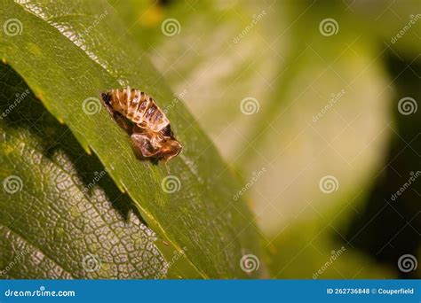 Development Stage Pupa of Ladybug Beetle Attached on Plant Leaf Stock ...