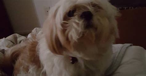 11 Years Old And Missing Most Of His Teeth Bonzai Got His Name From