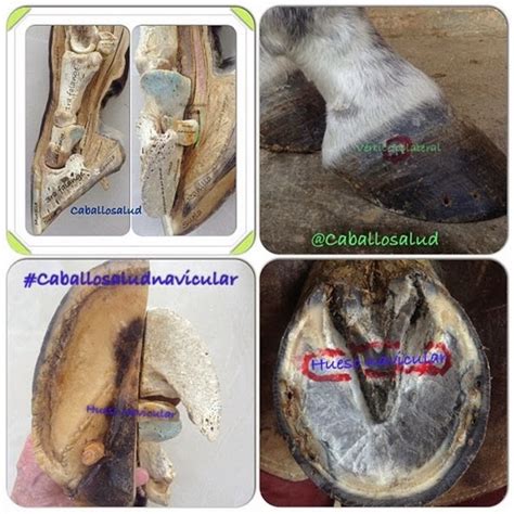 Caballo Salud Enfermedad Del Hueso Navicular Síndrome Navicular O El