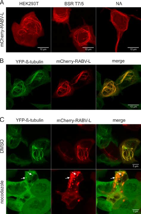 Accumulation Of Mcherry Rabv L At Acetylated Microtubules