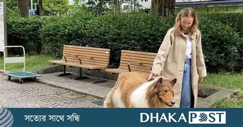 ১৫ লাখ টাকা ব্যয় করে ‘কুকুর হওয়ার শখ পূরণ