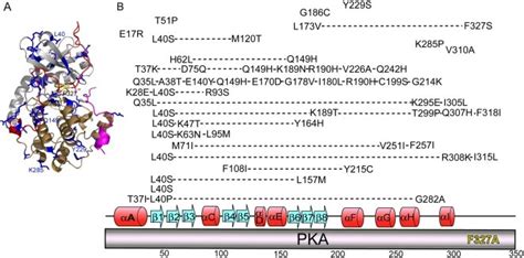 A Highlighted Suppressor Mutations Identified From The Prkaca F327a