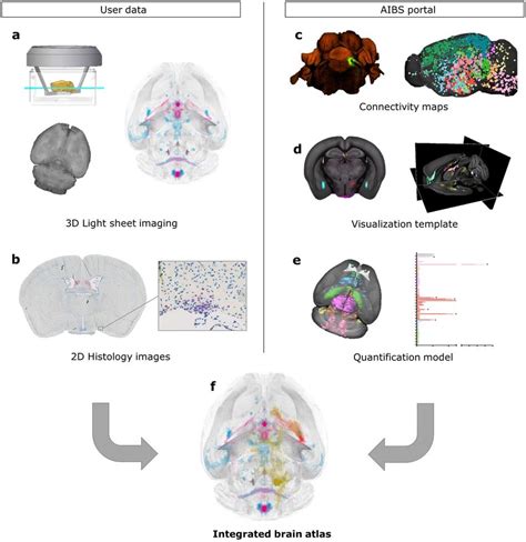 multi modality brain atlas integrating information from user data and