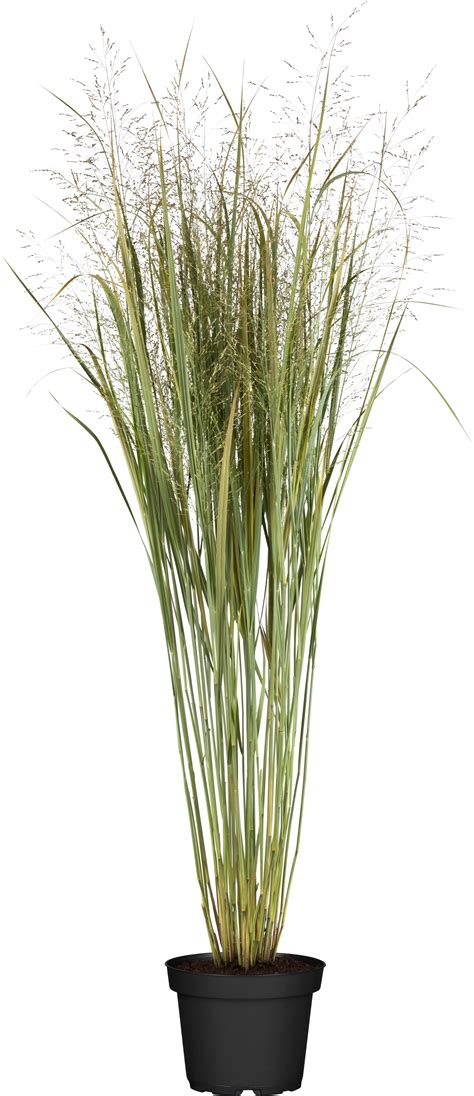 Grow By Obi Ruten Hirse Northwind Topf Ø Ca 19 Cm Dekogras Panicum