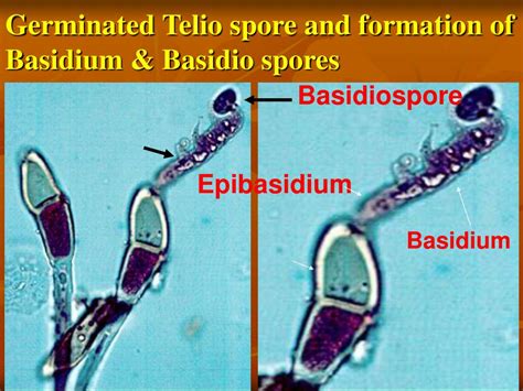 Ppt Stem Rust Of Wheat Powerpoint Presentation Free Download Id